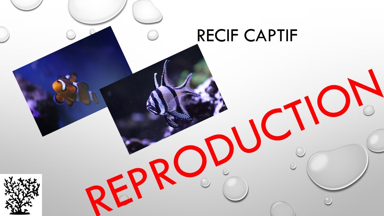Reproduction de poissons marins - Mr Récif Captif, l'aquariophilie ...