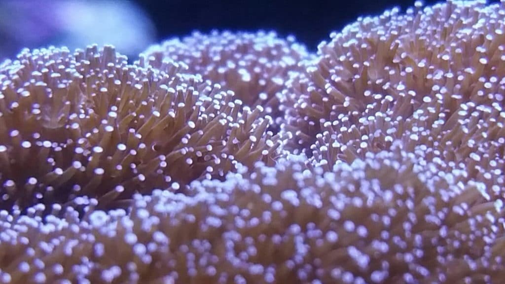 C'est quoi un corail (dur ou mous) par Mr Récif Captif