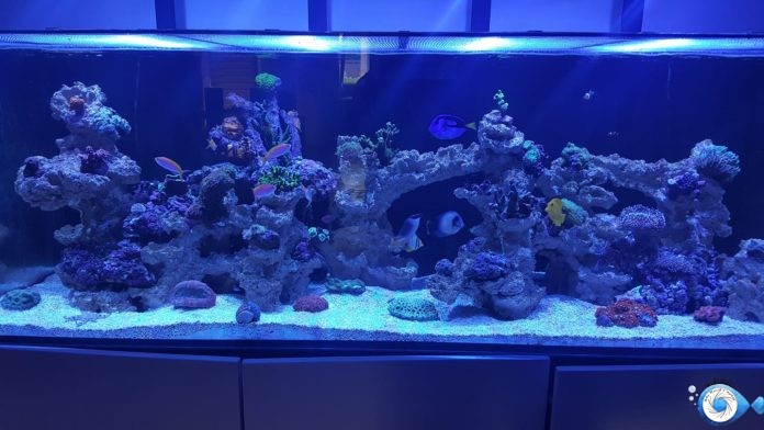 Le guide ultime des pierres vivantes - Mr Récif Captif, l'aquariophilie ...